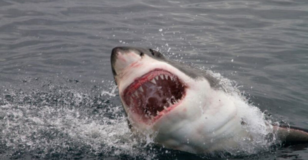 12 American Rivers Where Sharks Have Traveled Over 1,000 Miles Inland ...