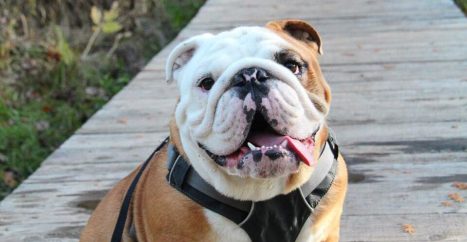 12 Dog Breeds With Wrinkly Faces That Are Impossible To Resist
