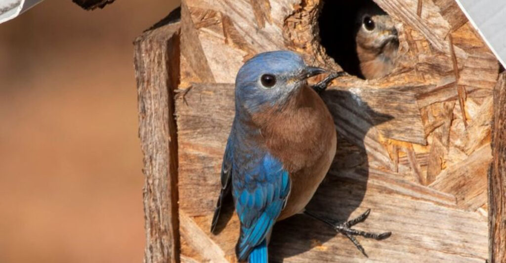 12 Easy Ways To Attract Gorgeous Bluebirds To Your Backyard