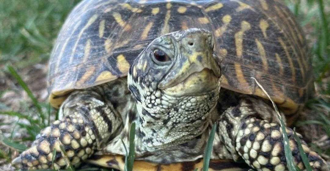 15 Strange Animal Behaviors That Used To Be Misunderstood