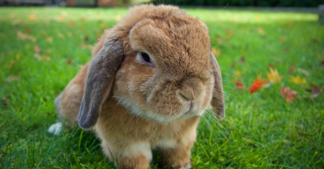 12 Kid-friendly Rabbit Breeds That Are Playful And Easy To Care For