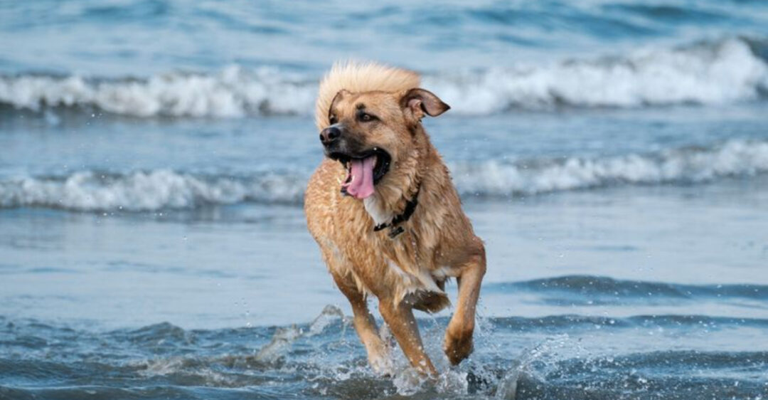 12 Stunning U.S. Beaches Where Your Dog Can Play And Splash