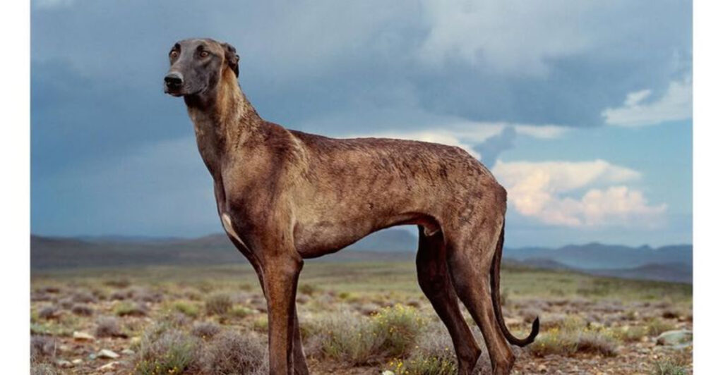 12 Tough African Dog Breeds Built For The Wild