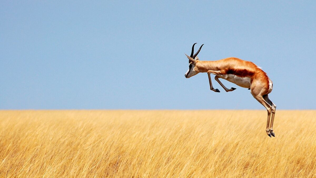 11 Incredible Animals With Jaw-Dropping Jumping Skills