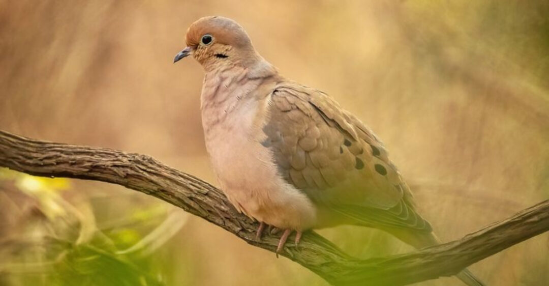 13 Amazing Things You Didn't Know About Mourning Doves