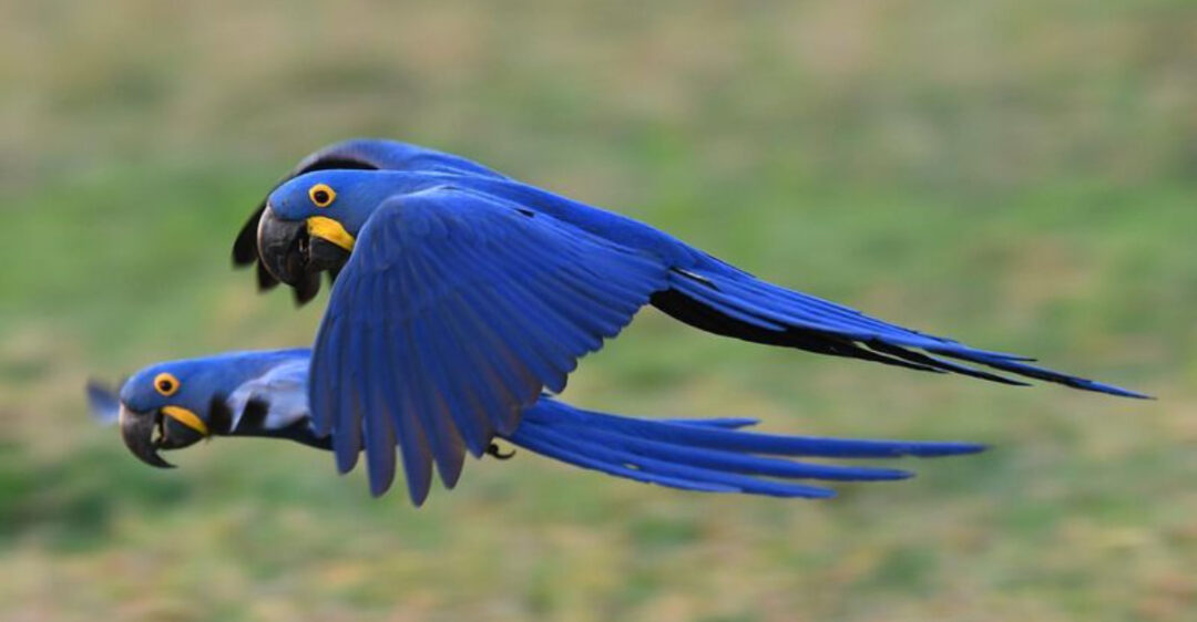 13 Beautiful Parrot Breeds Known For Their Vibrant Colors