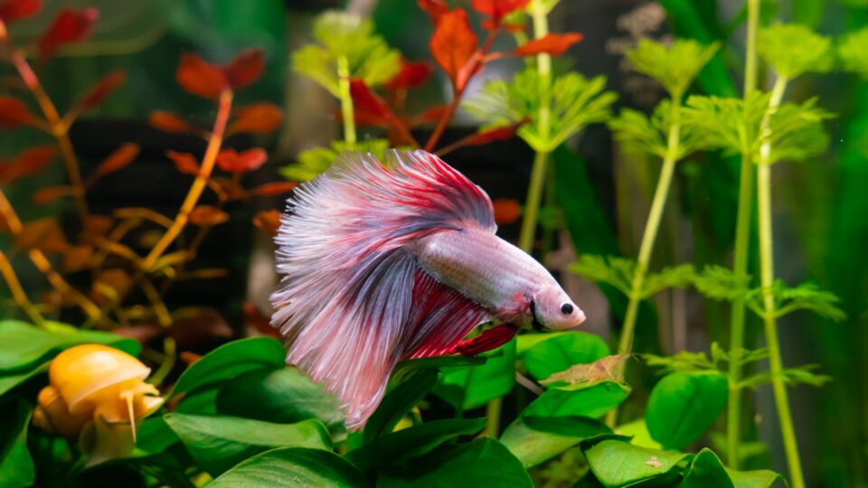 13 Best Fish For Planted Aquariums (And The Perfect Plants To Match)