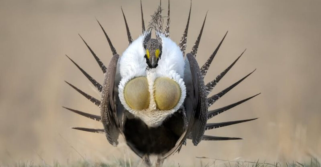 13 Birds With The Most Unusual Songs And Sounds