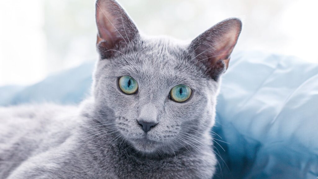 13 Cat Breeds With Stunning Blue Fur That Will Captivate You