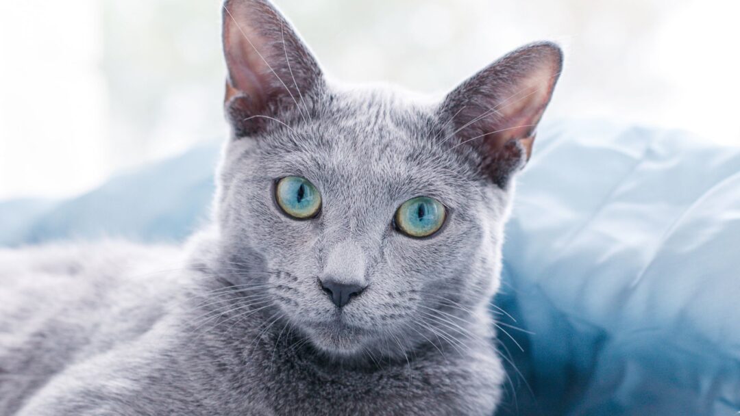 13 Cat Breeds With Stunning Blue Fur That Will Captivate You