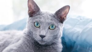 13 Cat Breeds With Stunning Blue Fur That Will Captivate You