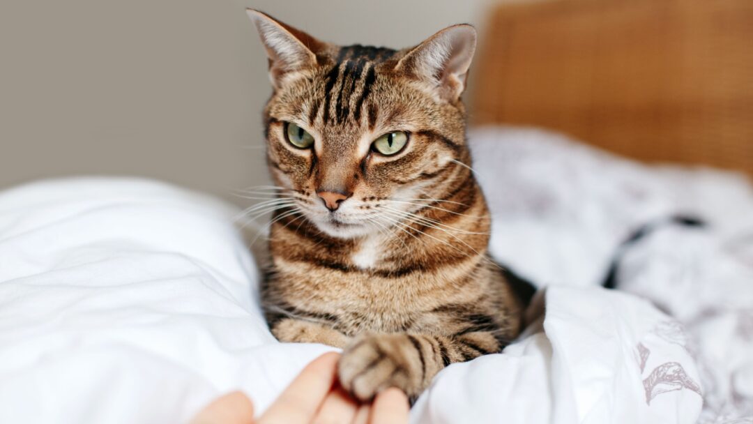 13 Do’s And Don’ts Smart Owners Use To Raise Well-Behaved Cats