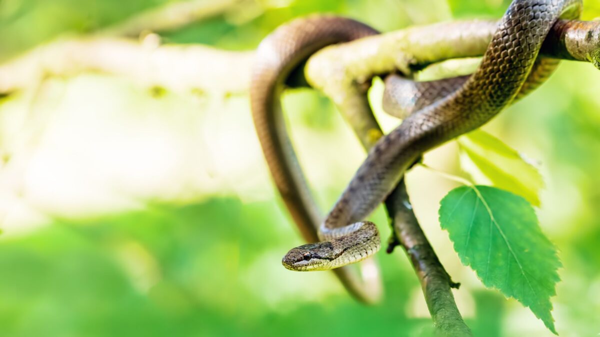 13 Early Warning Signs Of Snakes In Your Yard