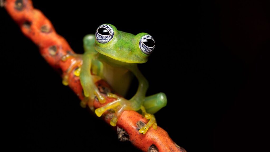 11 Amazing Animals That See Perfectly In The Dark