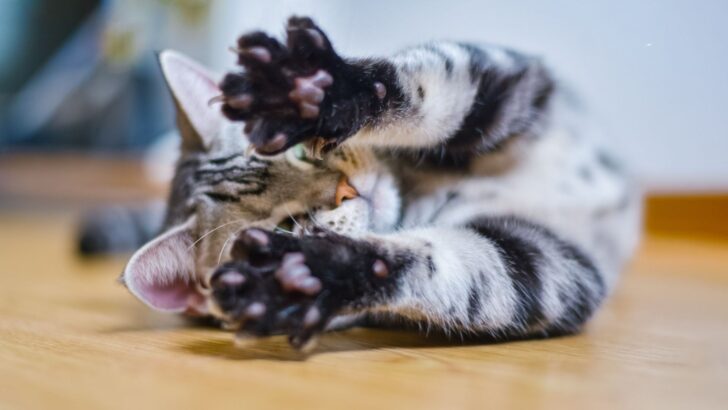 13 Fascinating Facts About Your Cat’s Toe Beans You Never Heard Before