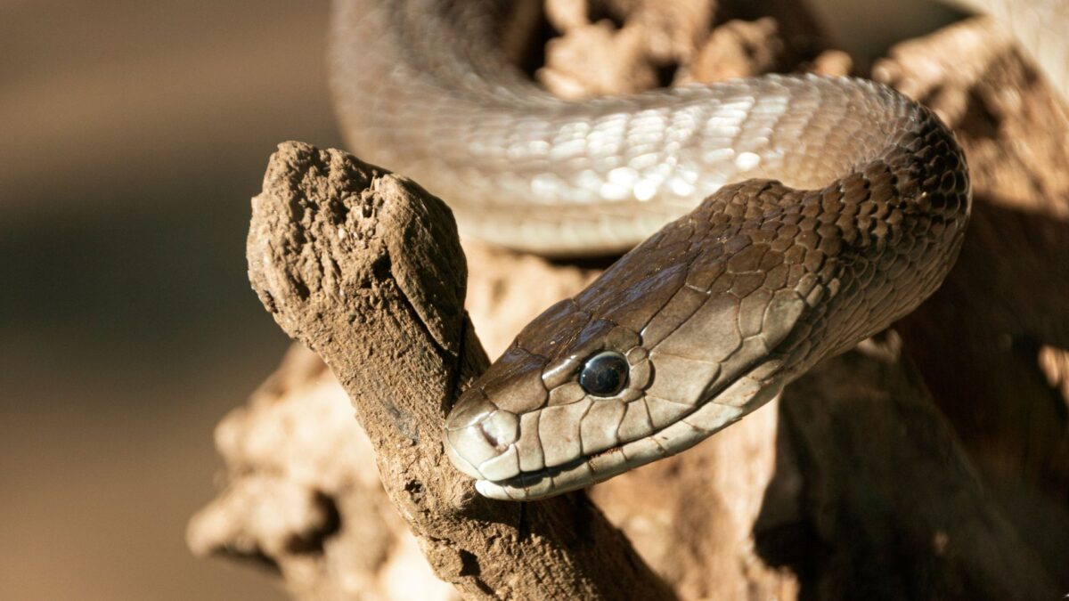 13 Fearsome Animals With No Natural Predators