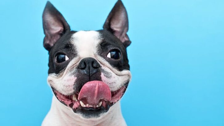 13 Flat-Faced Dog Breeds And How To Care For Them