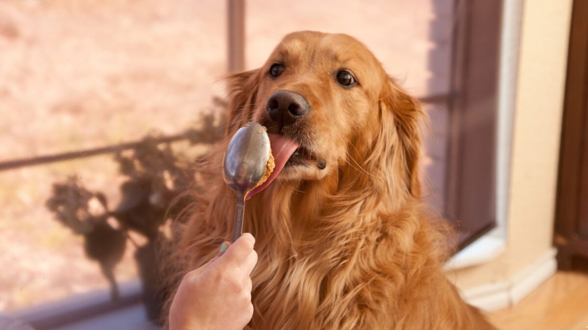 13 Nutty Delights Your Dog Can Safely Enjoy