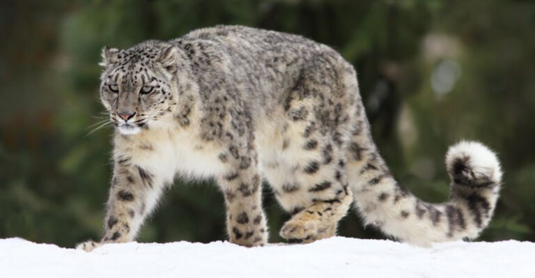 13 Of The World’s Rarest Felines And Where To Find Them