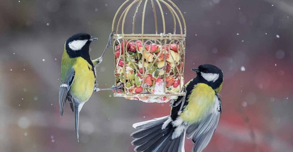 13 Simple Ways To Protect Birds From Cold Weather