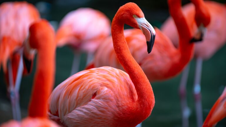 13 Species In The U.S. That Are More Exotic Than You’d Expect