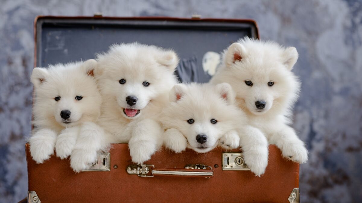 13 Stunning White Dog Breeds And Tips To Keep Them Clean