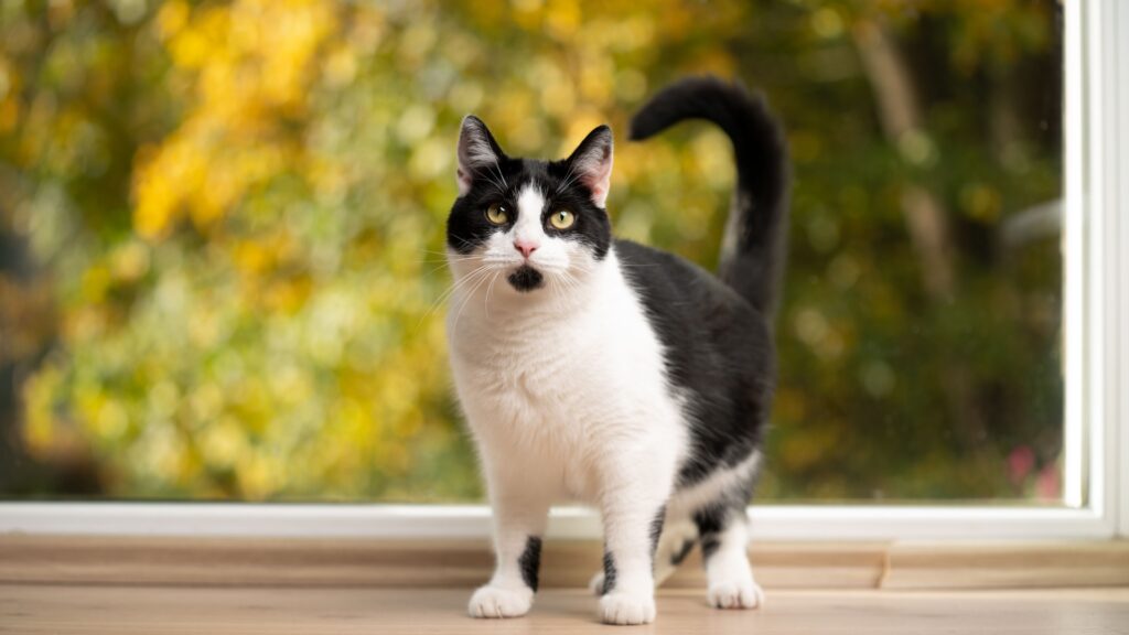 13 Tuxedo Cat Facts You Didn T Know Before