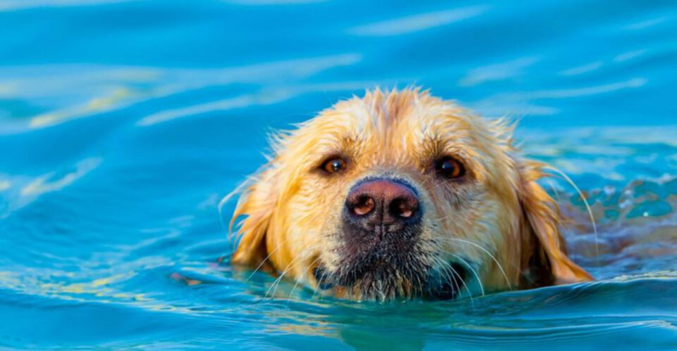 13 Dog Breeds That Love Swimming (And 11 That Prefer The Ground)