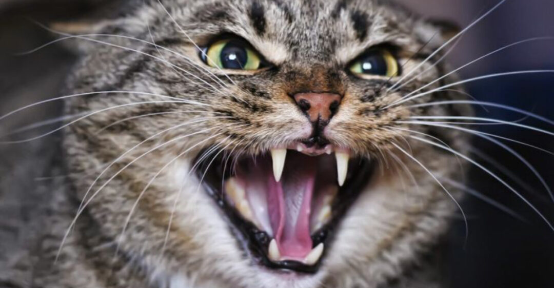 13 Essential Things You Should Know Before Bringing A Cat Home