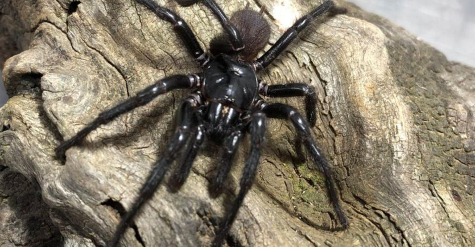 13 Fascinating New Animal Species Discovered Last Year