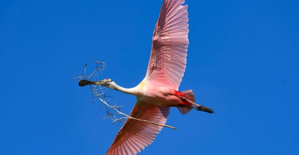 12 Amazing Airborne Animals That Glide Without Wings