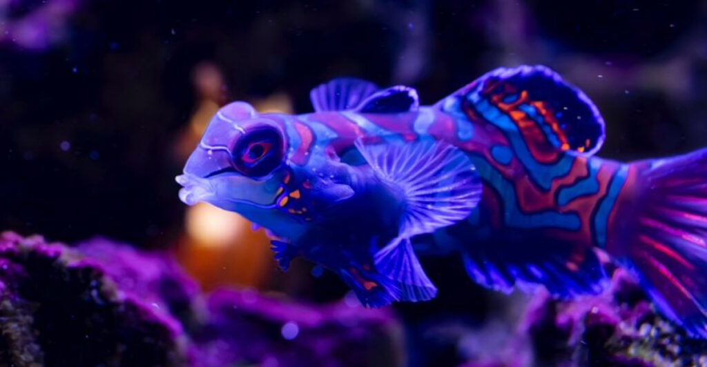 13 Rare Purple Animals You’ll Hardly Believe Are Real