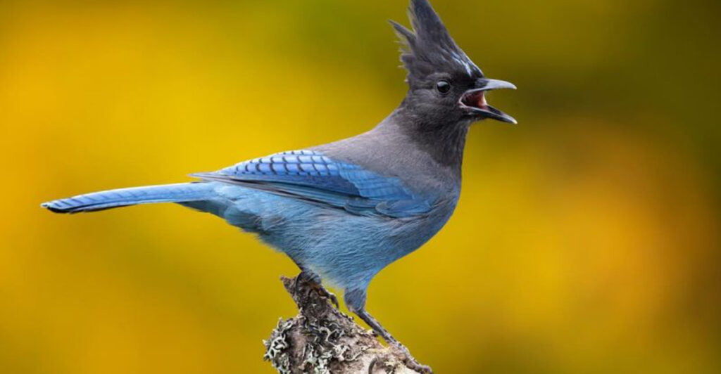 13 Stunning Blue Birds That Will Take Your Breath Away
