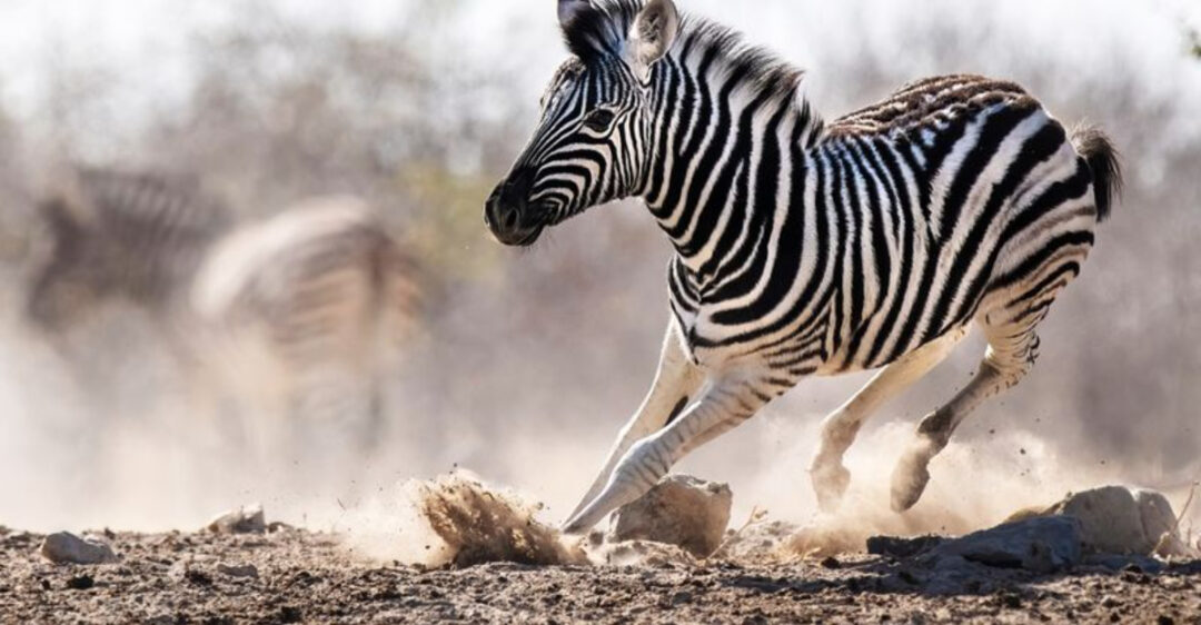 13 Surprising Ways Zebras Help Keep Our Ecosystem In Balance