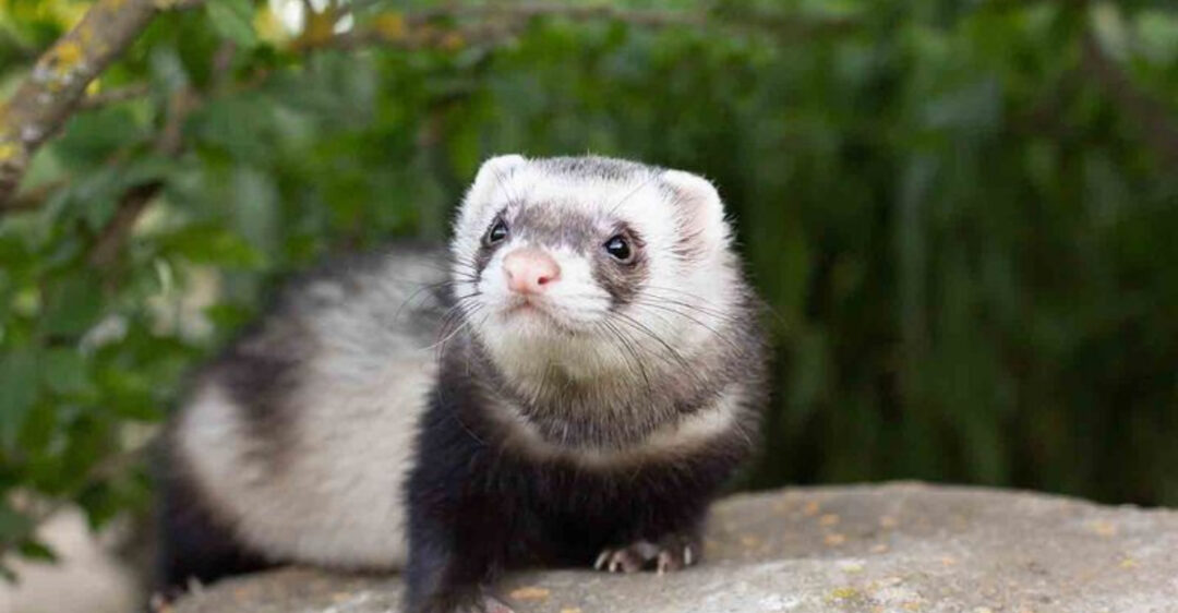 14 Amazing Ferret Facts That Will Surprise You