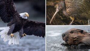14 Animals That Stand As National Symbols Around The World