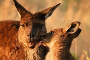 14 Animals Who Prove Compassion Isn’t Just For Humans