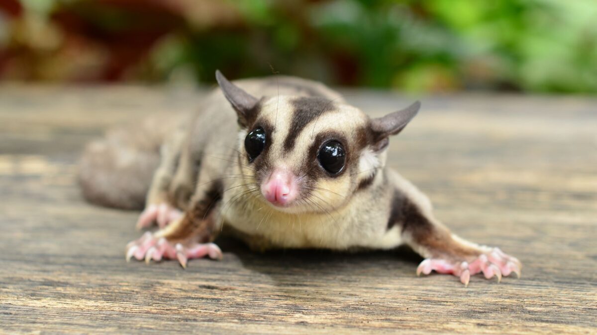 14 Animals You Can Take From The Wild And Keep As Pets In The U.S.