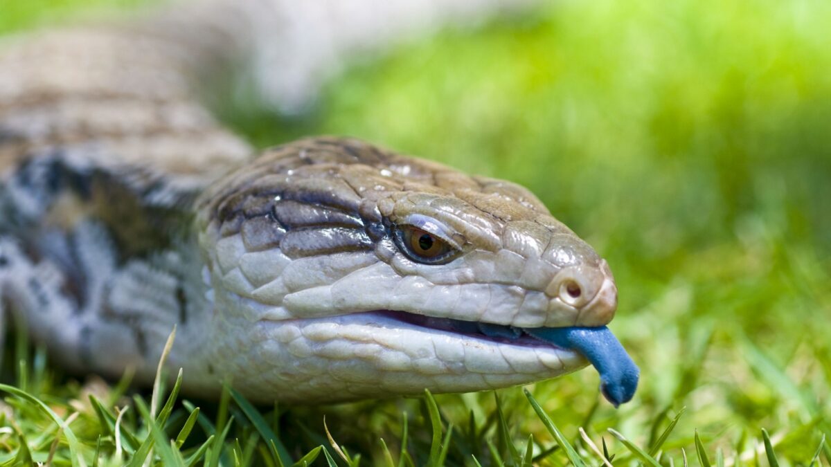 14 Blue-Tongued Animals You Didn’t Know Existed