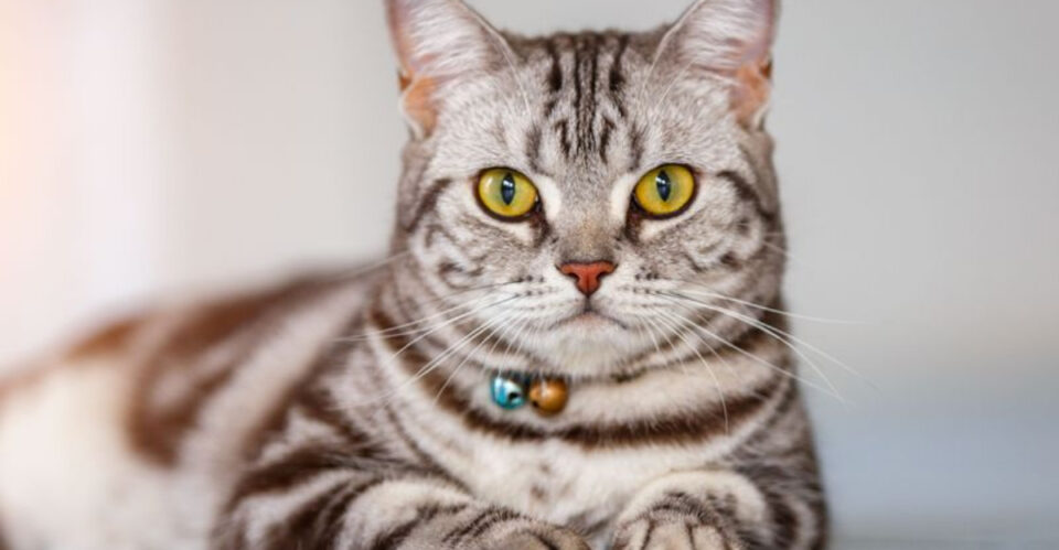 14 Cats That Are Natural Protectors Of Their Homes