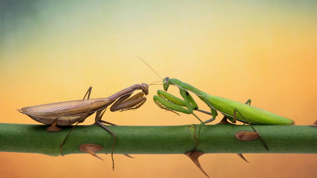 14 Interesting Facts About Praying Mantises