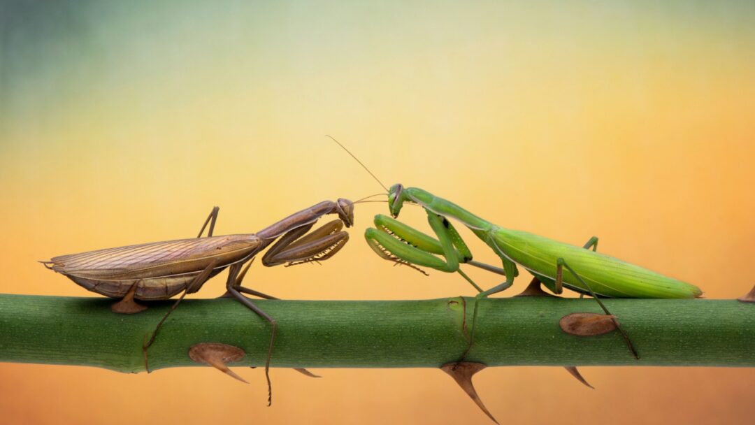 14 Interesting Facts About Praying Mantises