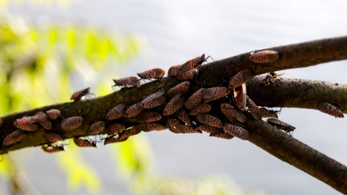 14 Invasive Species Wreaking Havoc In North America