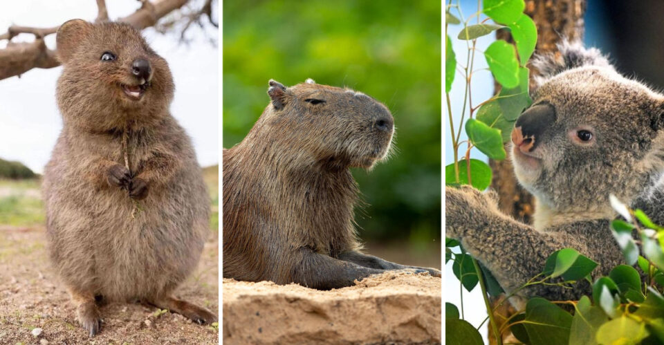 14 Peace-Loving Creatures That Do No Harm - Animalko