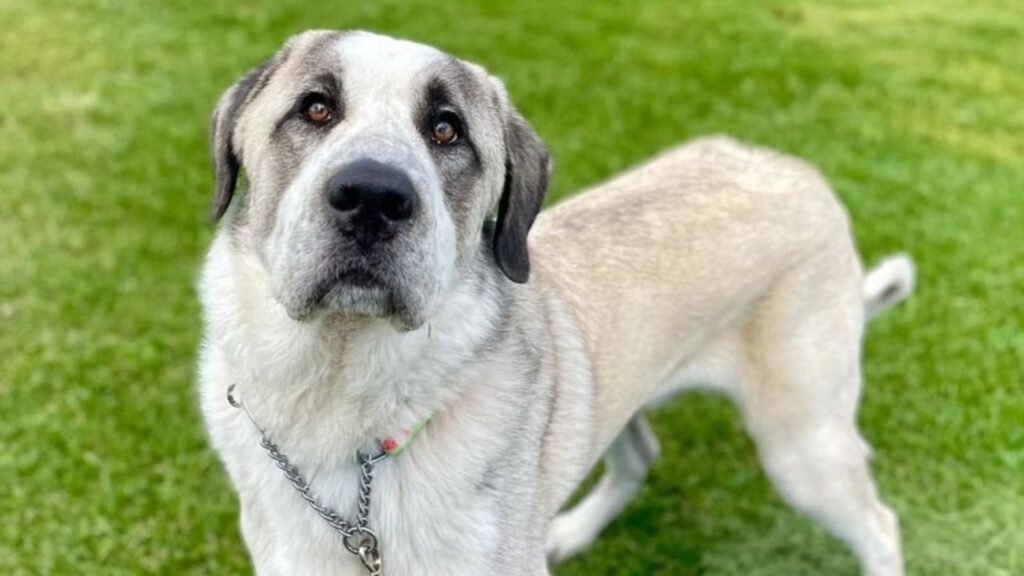 8 Team-Oriented Animals That Show The Power Of Working Together