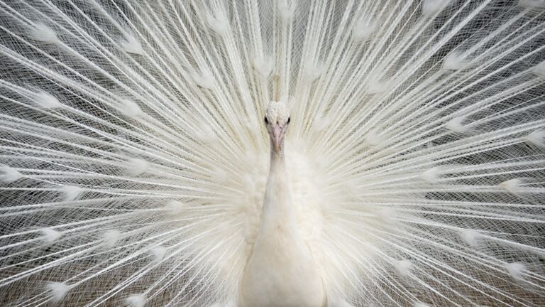 14 Rarest Albino Animals On Earth