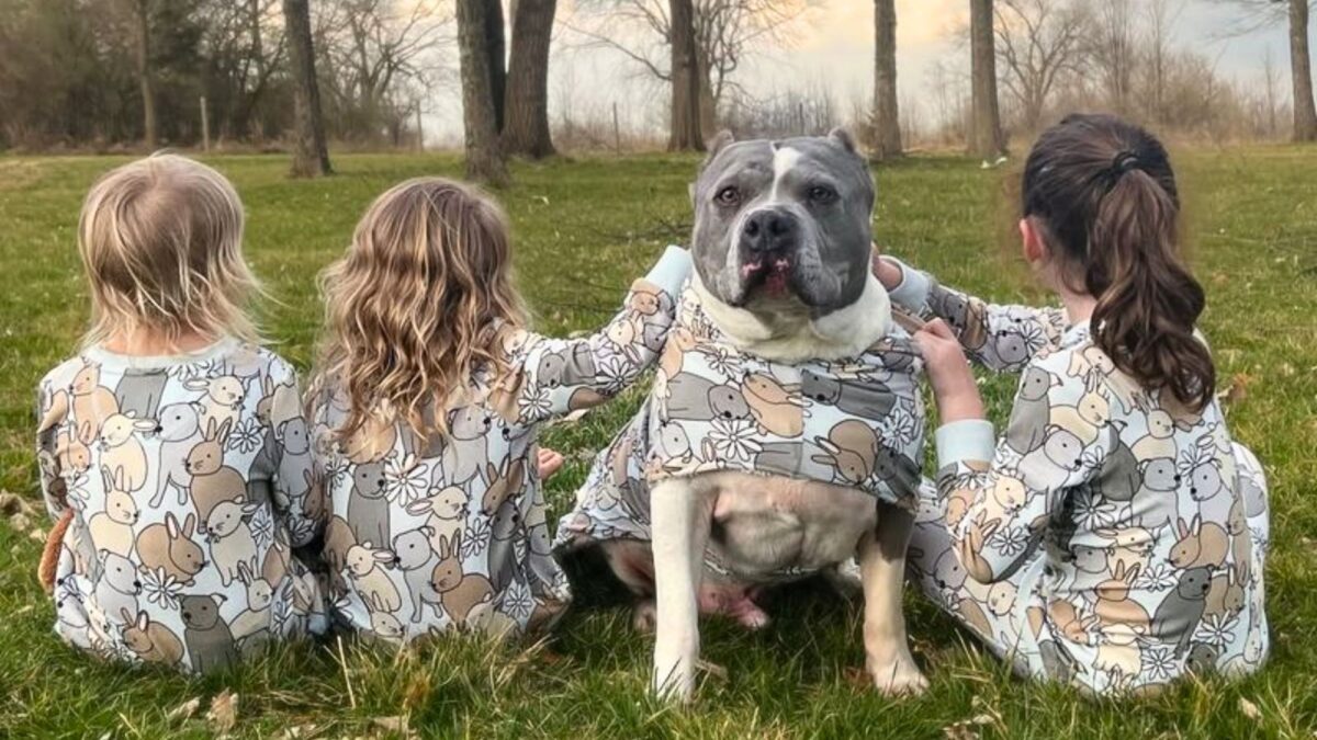 14 Reasons Why Pit Bulls Make The Ultimate Guard Dogs