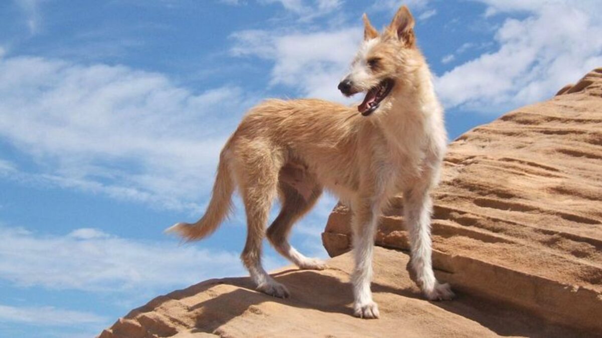 12 New AKC Dog Breeds That Will Leave You Breathless