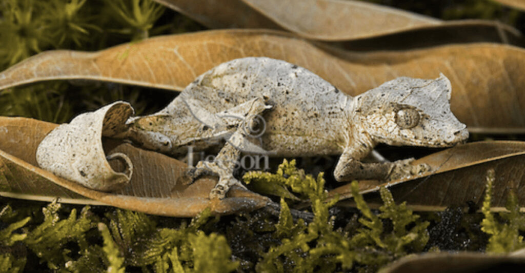 14 Reptiles So Rare They're Prized Worldwide