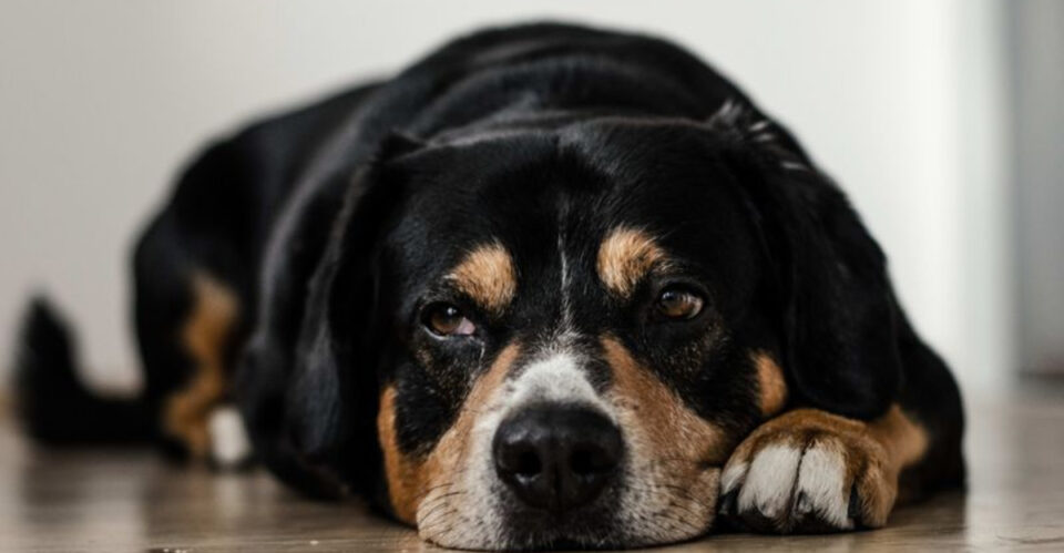 14 Simple Remedies For Your Dog’s Upset Stomach